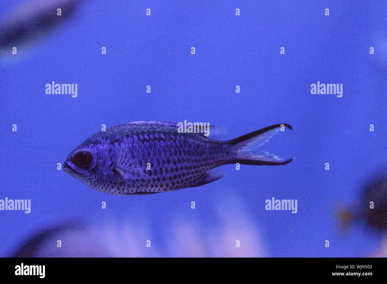 Chrysiptera springeri hi-res stock photography and images - Alamy