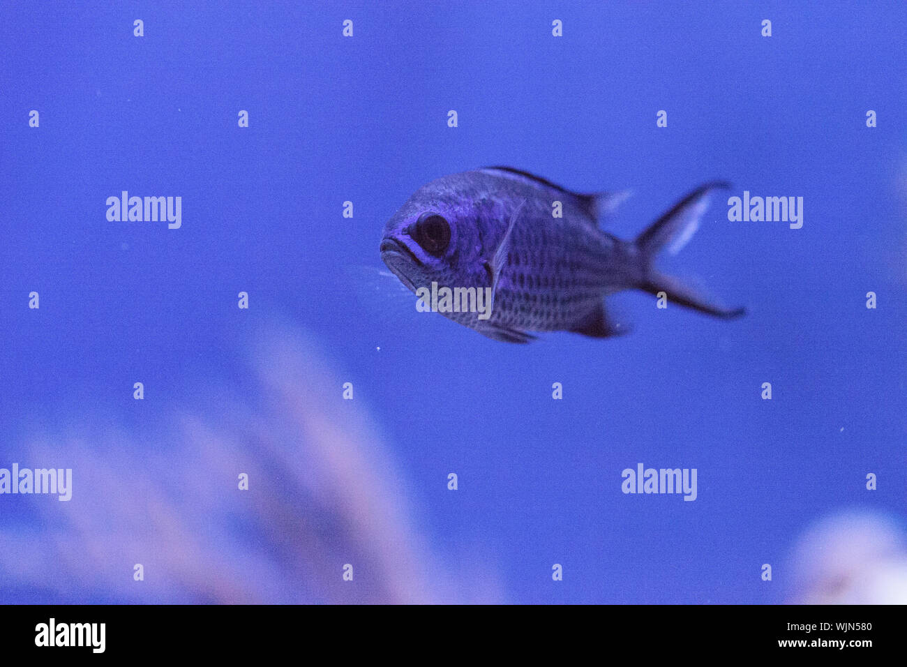 Chrysiptera springeri hi-res stock photography and images - Alamy