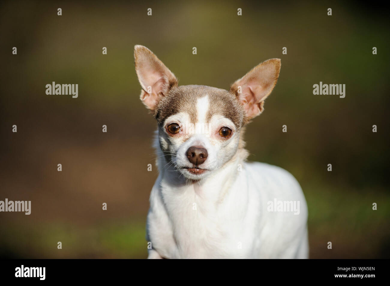 Portrait chihuahua hi-res stock photography and images - Alamy