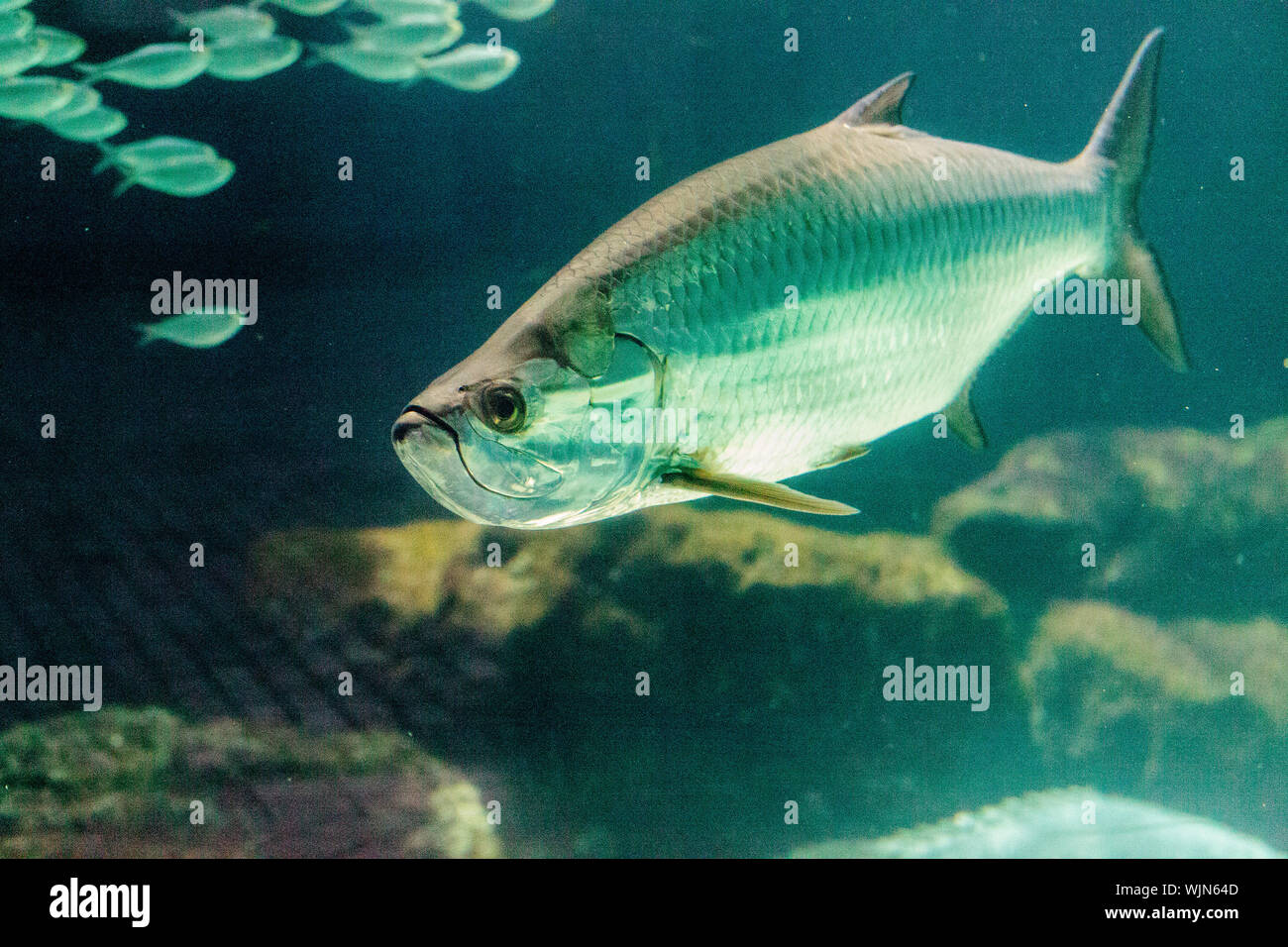 Large Tarpon fish Megalops atlanticus swims among a school of smaller ...