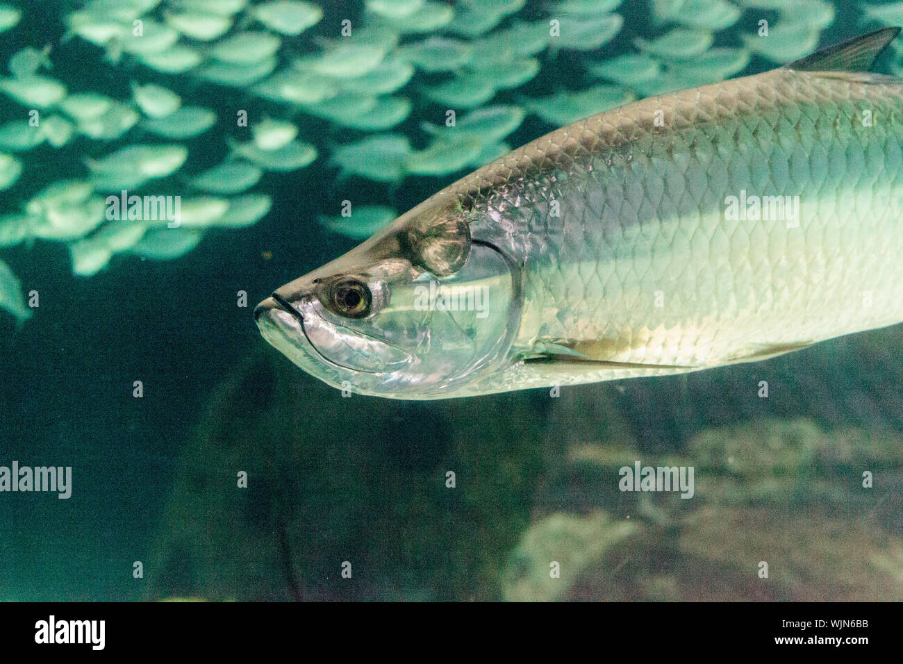 Large Tarpon fish Megalops atlanticus swims among a school of smaller ...