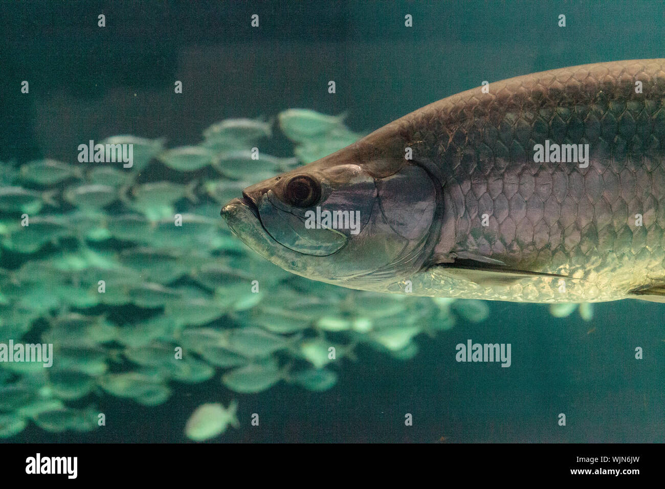 Megalops atlanticus hi-res stock photography and images - Alamy