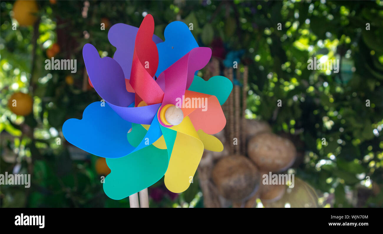 Wind rose colored. Close-up. blurred background Stock Photo - Alamy