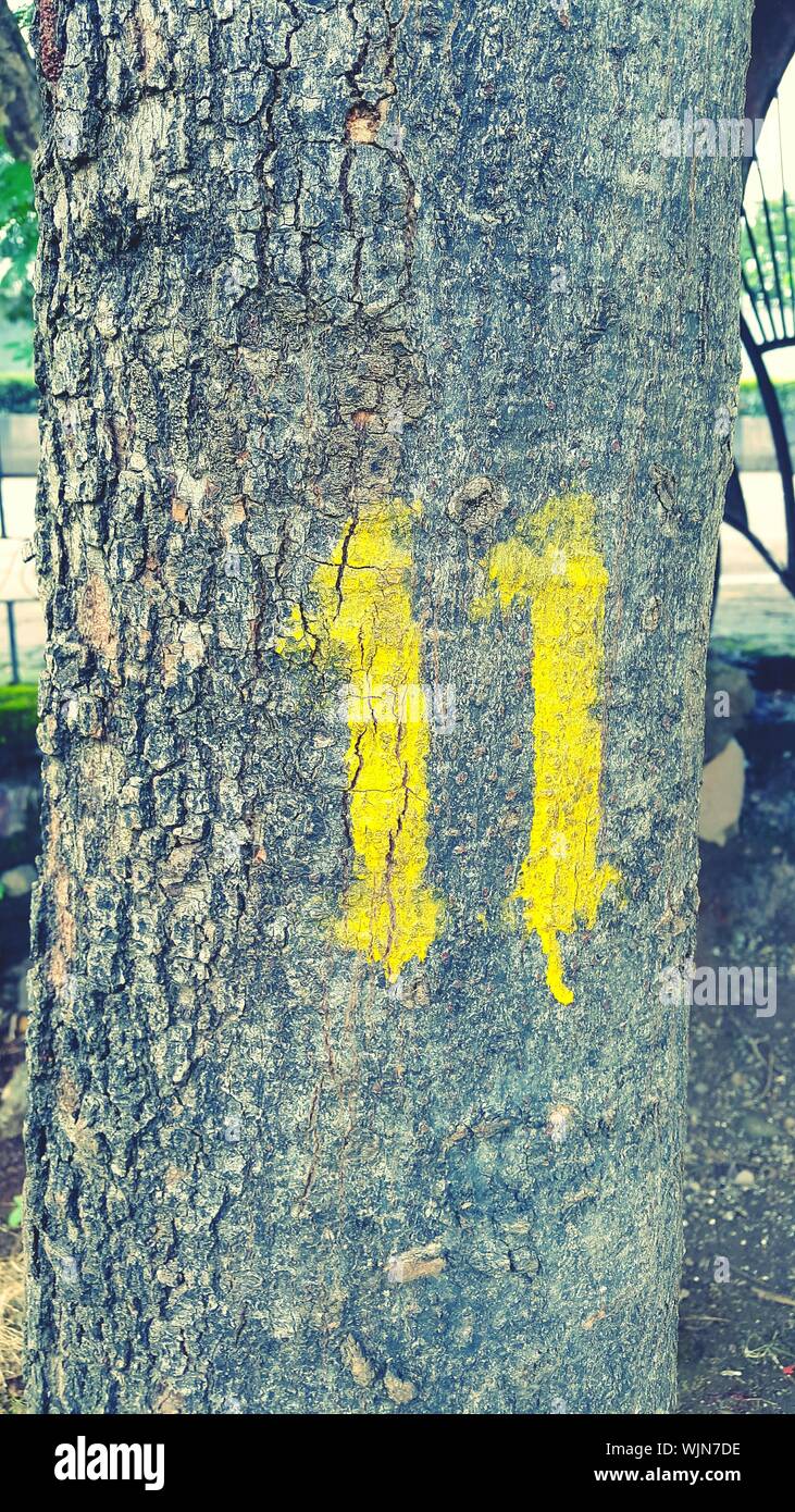 Paint tree hi-res stock photography and images - Alamy