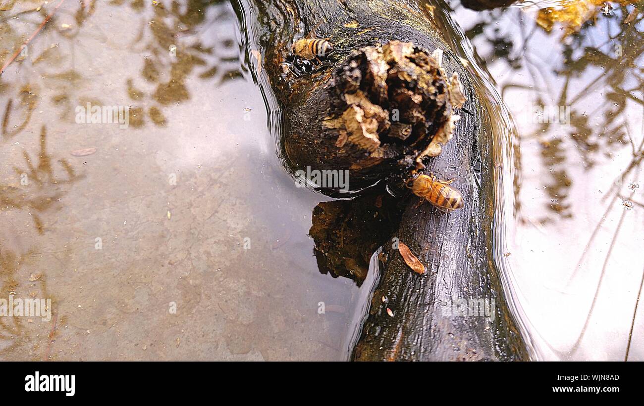 Log in water hi-res stock photography and images - Alamy