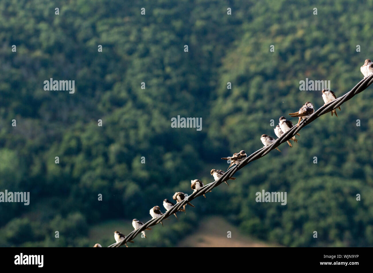 Flock of barn swallows on power lines with a forest unfocused in ...