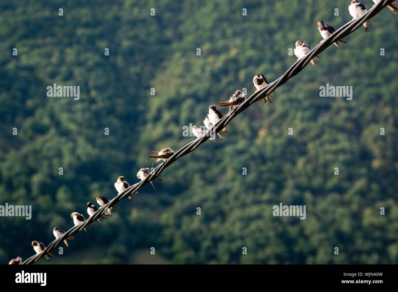 Flock swallows flight hi-res stock photography and images - Alamy