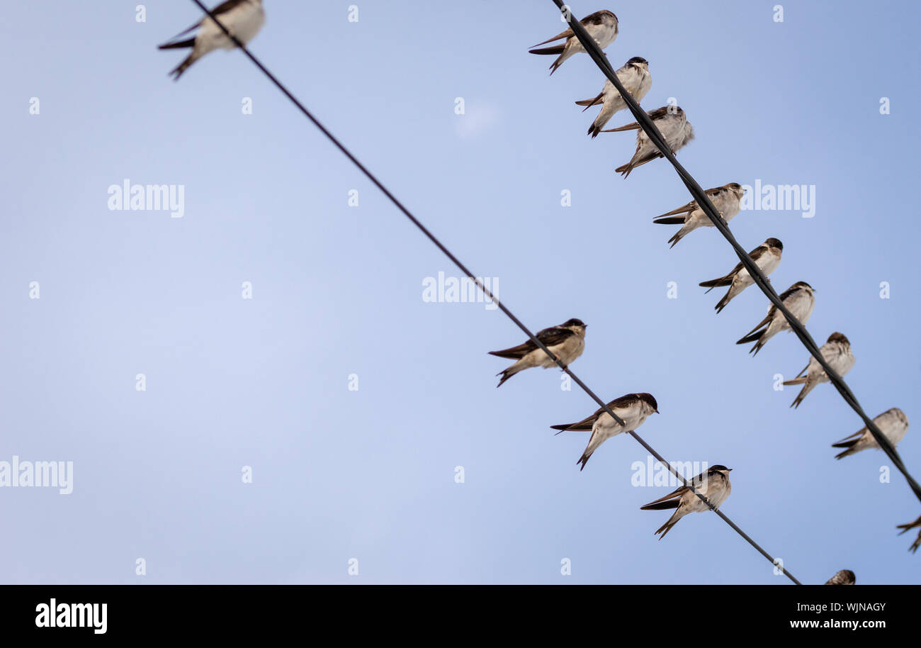 Flock of barn swallows on power lines with a blue sky in background ...