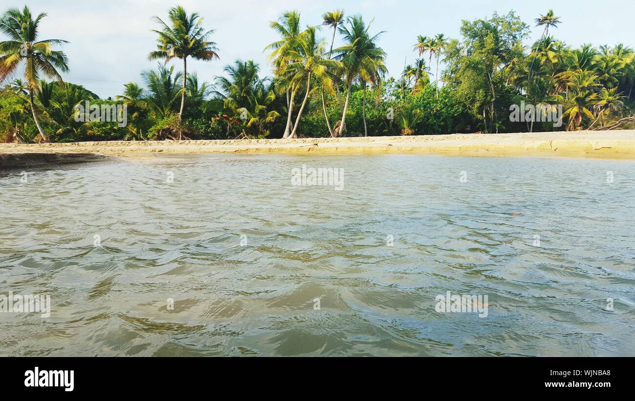 Trees next to the water hi-res stock photography and images - Alamy