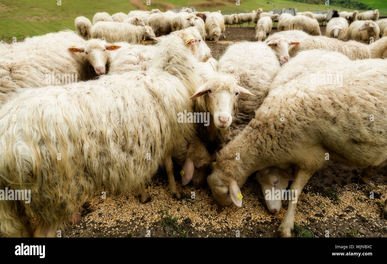 Flock of Sheep at a farm Stock Photo - Alamy
