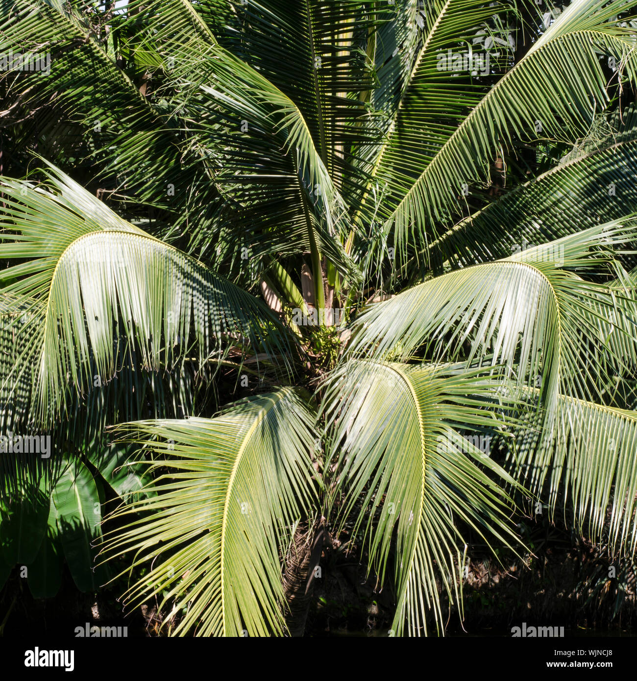 coconut tree with green leaves coconut Stock Photo - Alamy