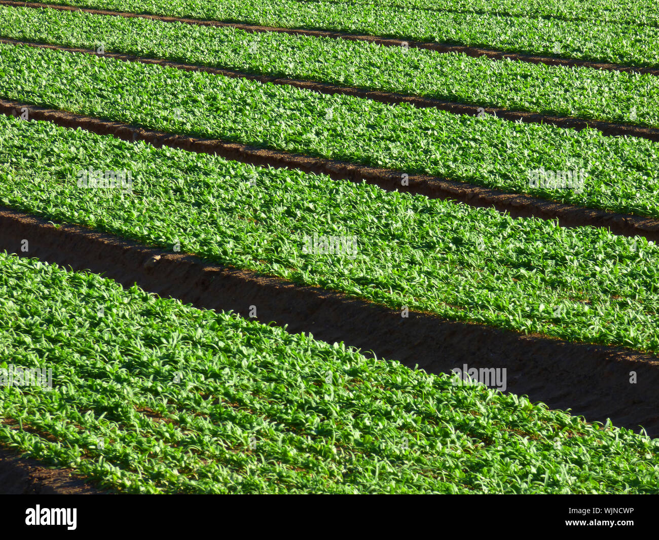 Lush green farm crops growing hi-res stock photography and images - Alamy
