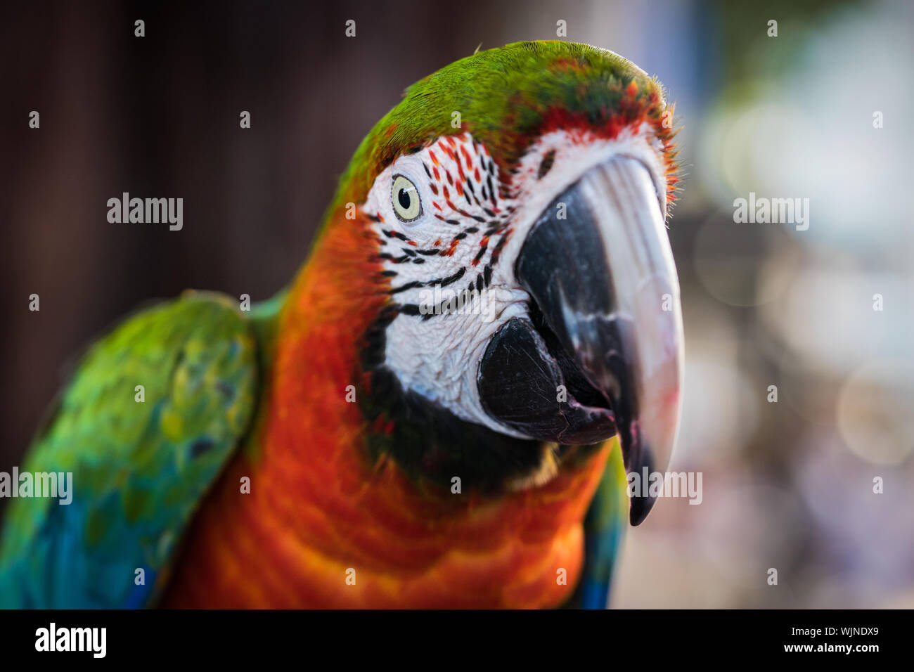 Macaw eye hi-res stock photography and images - Alamy