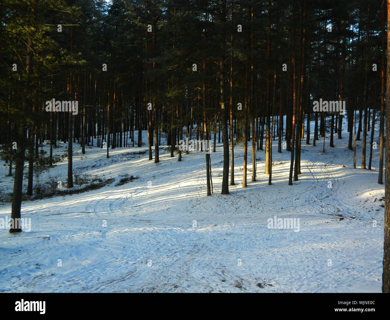 Pine trees forest snow night hi-res stock photography and images - Alamy