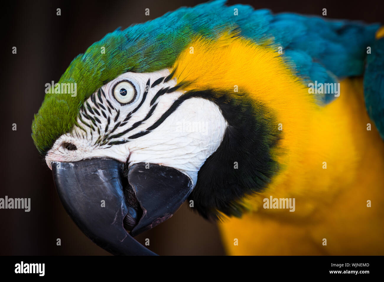 Macaw eye hi-res stock photography and images - Alamy