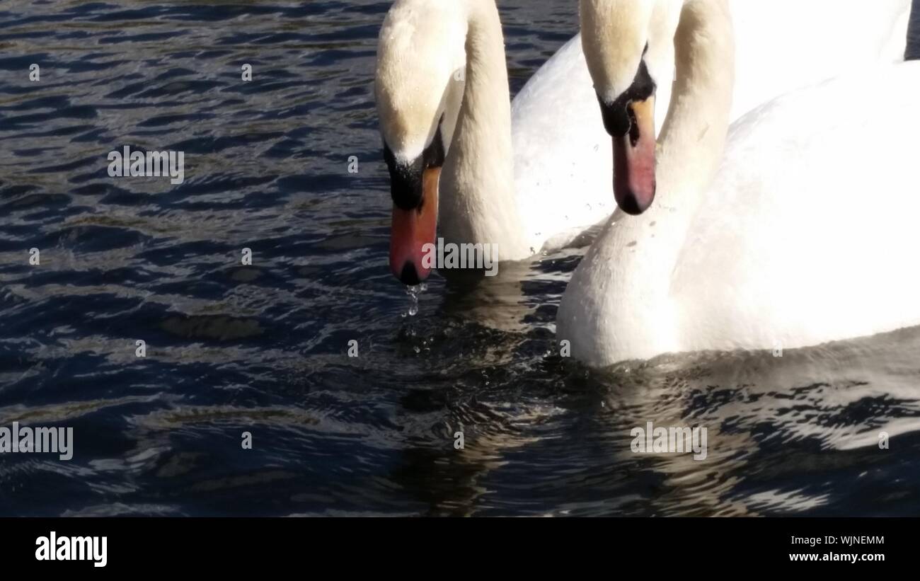 Water two swans hi-res stock photography and images - Alamy