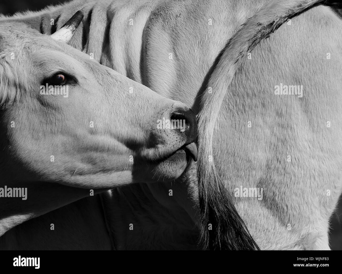 Cow Tail High Resolution Stock Photography and Images - Alamy