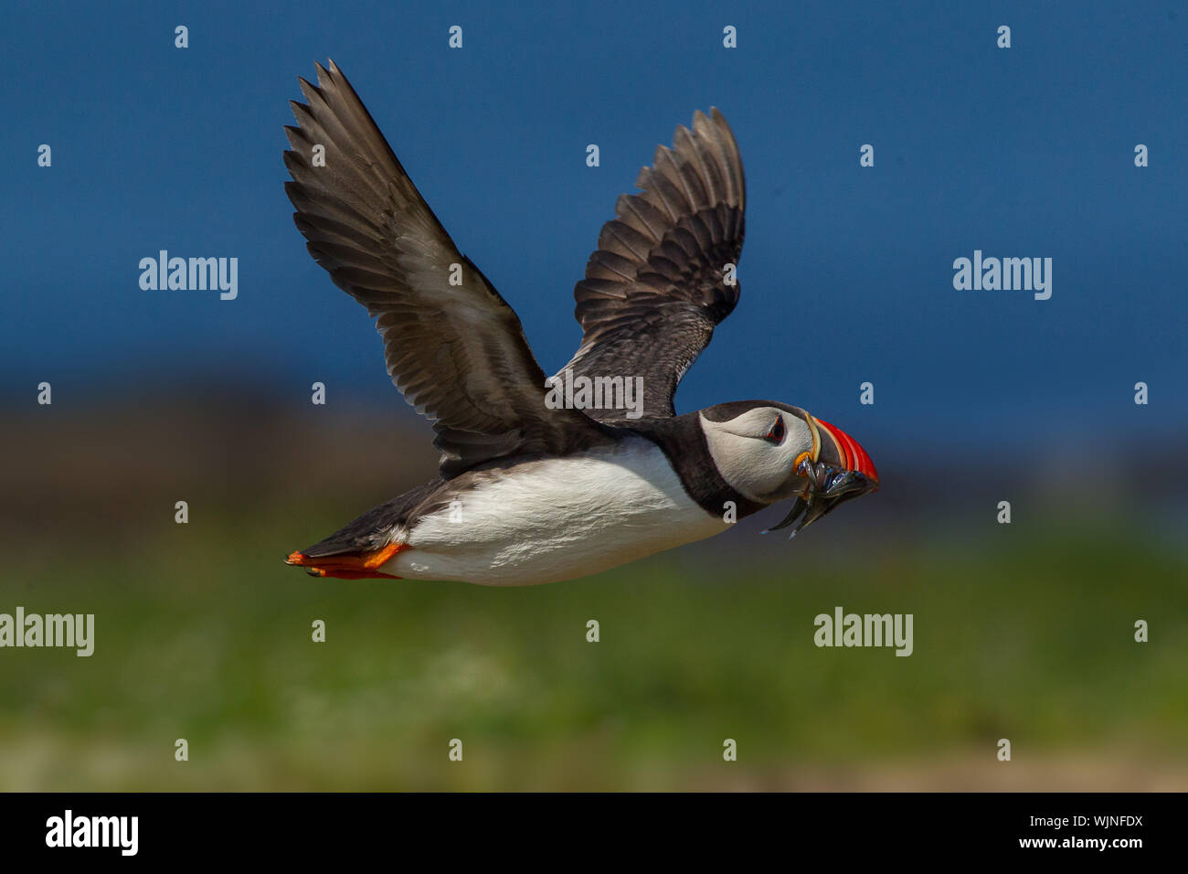 Atlantic flying fish hi-res stock photography and images - Alamy