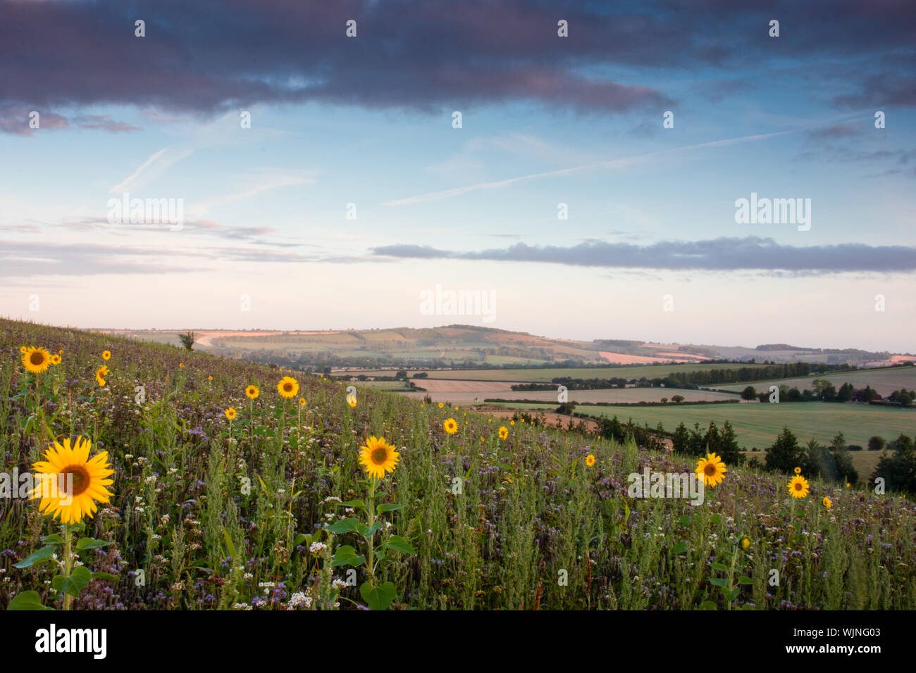 English countryside flowers hi-res stock photography and images - Alamy