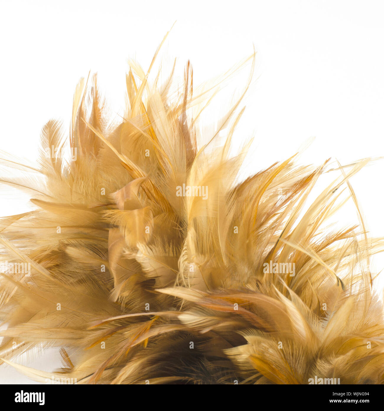 Feather broom isolated on white background Stock Photo - Alamy