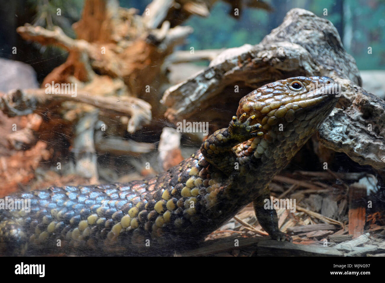 Lizard cage hi-res stock photography and images - Alamy