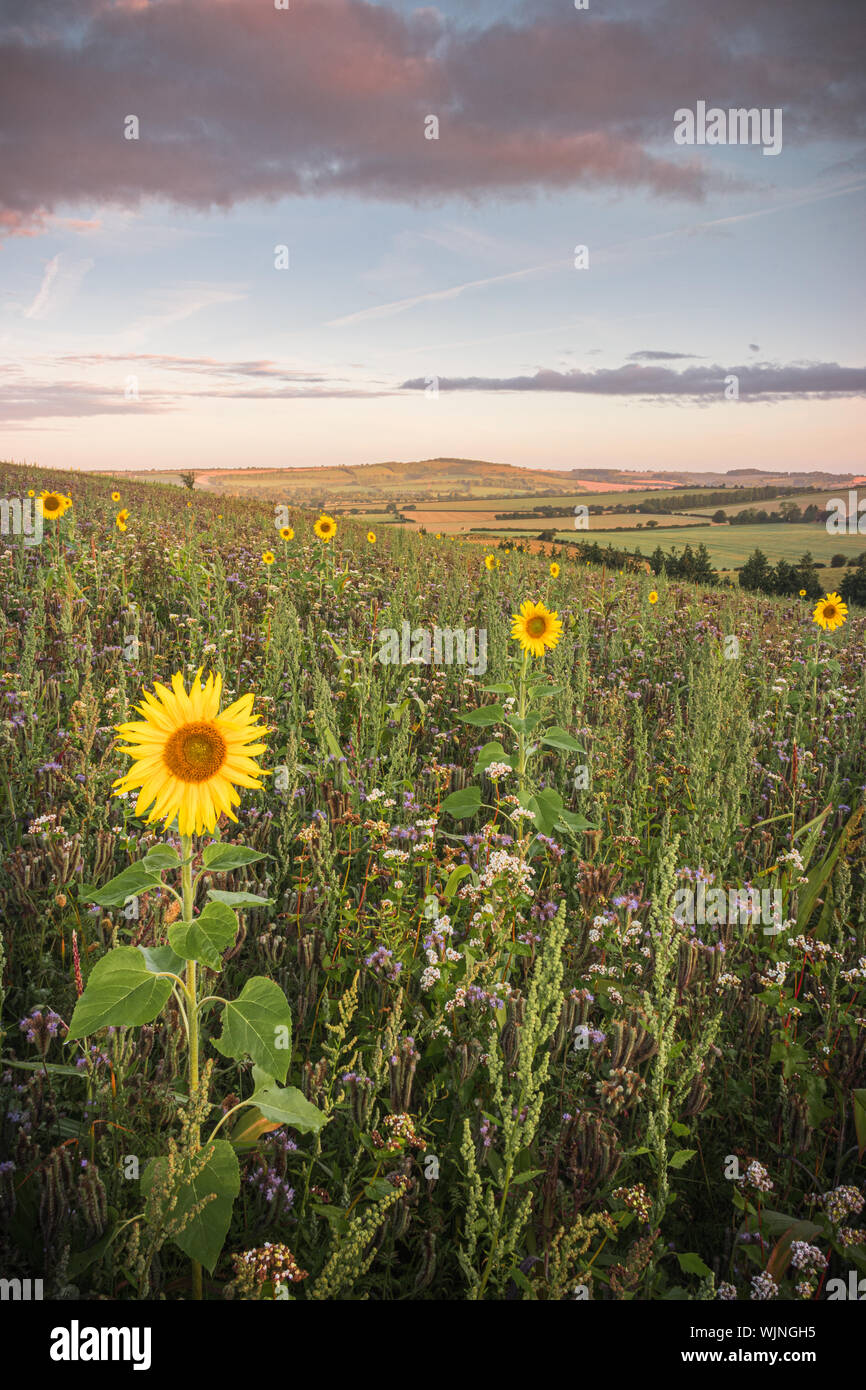 English countryside flowers hi-res stock photography and images - Alamy