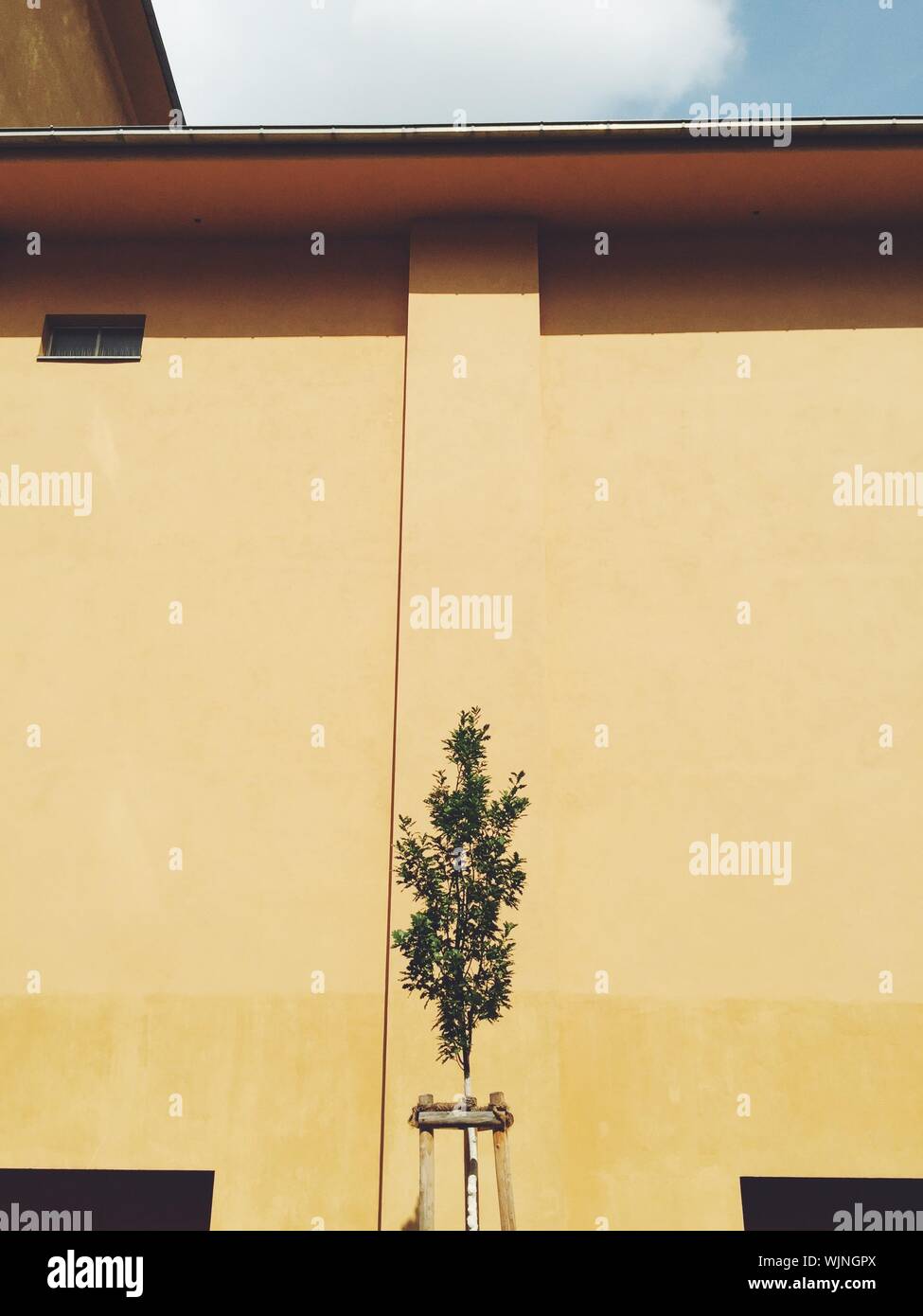 House small tree hi-res stock photography and images - Alamy
