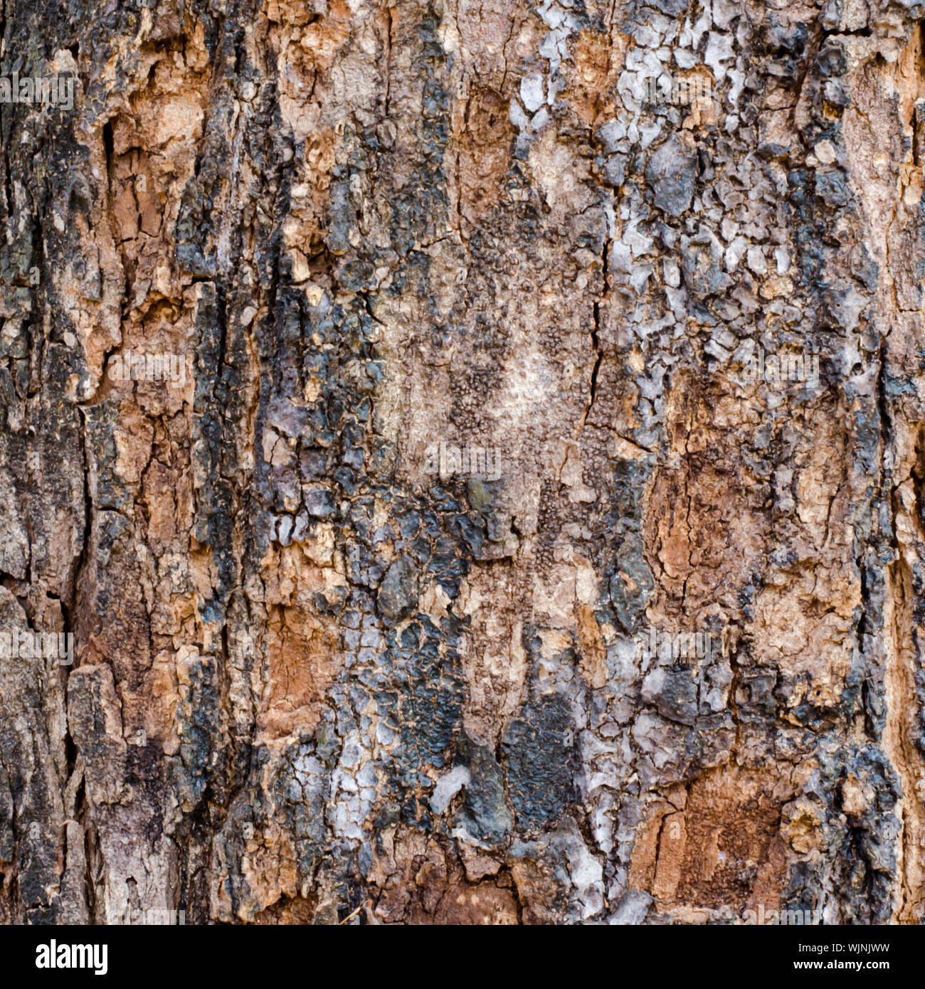 Bark wood texture and background Stock Photo - Alamy
