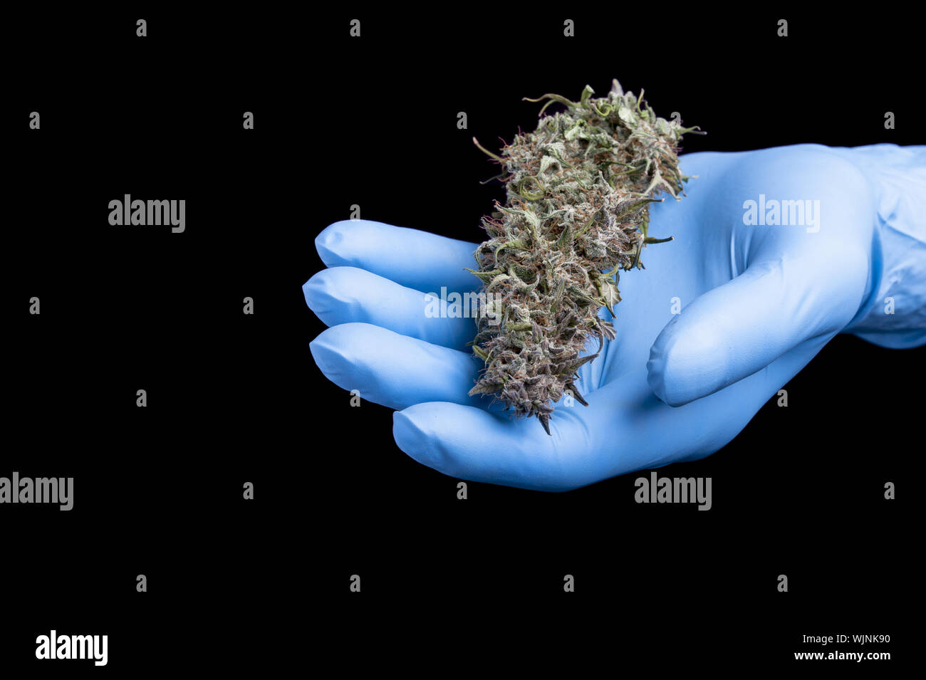 Glove hand cannabis hi-res stock photography and images - Alamy