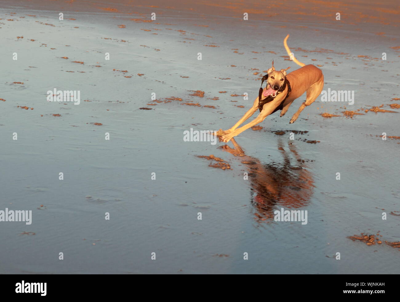 Lurcher Beach High Resolution Stock Photography and Images - Alamy