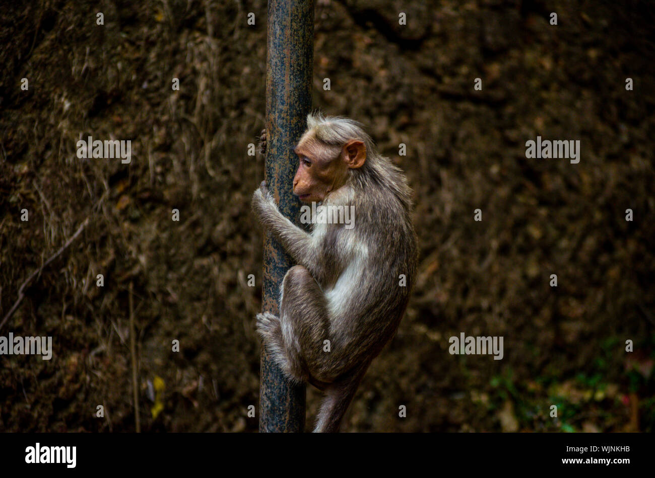 Monkey climbing hi-res stock photography and images - Alamy