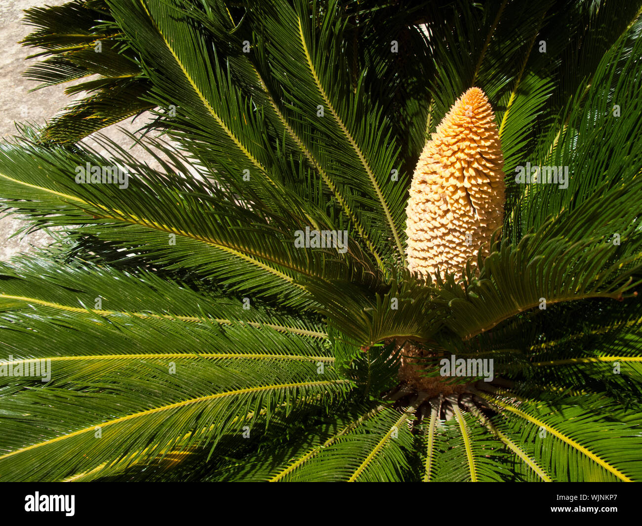 Sago palm tree hi-res stock photography and images - Alamy