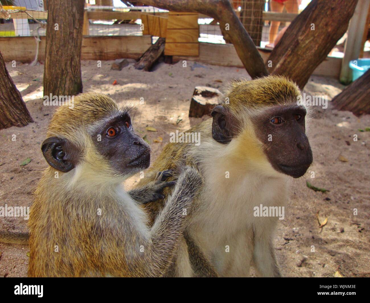 Monkeys at the beach hi-res stock photography and images - Alamy