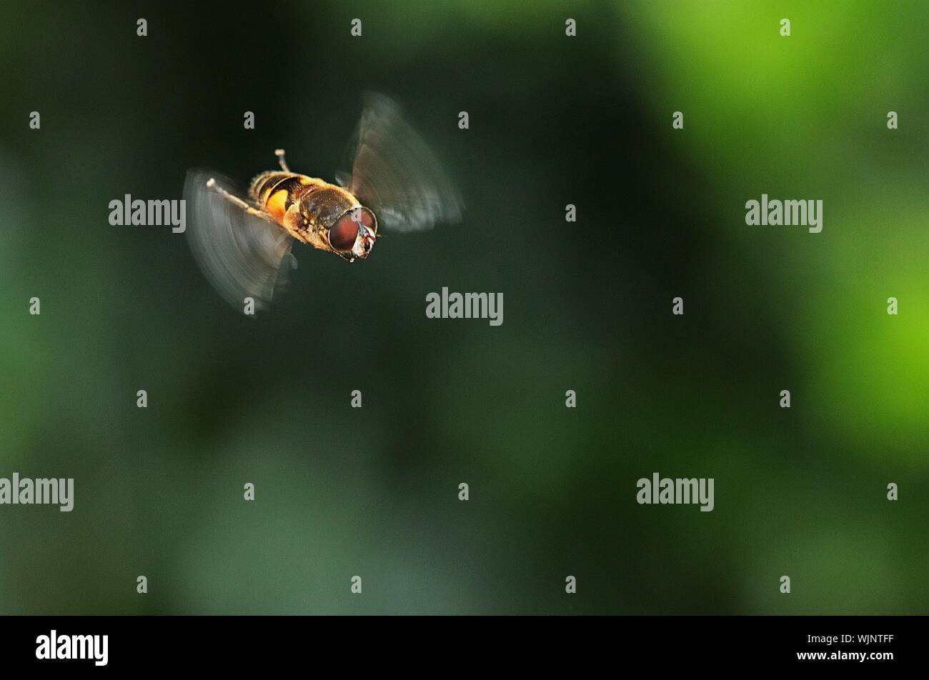 Air bee hi-res stock photography and images - Alamy