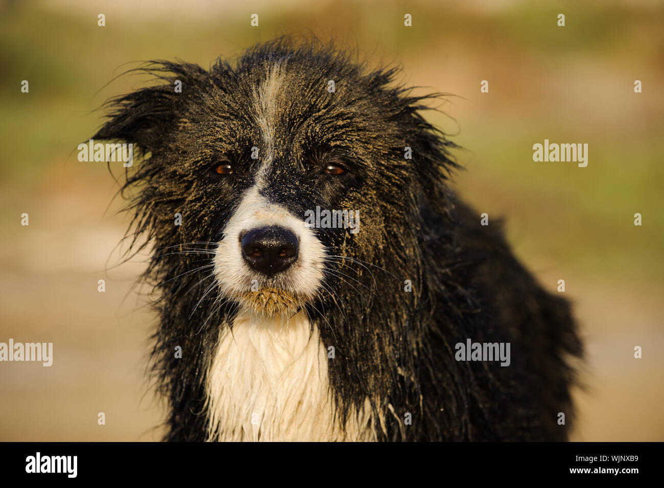 Portrait border collie hi-res stock photography and images - Alamy