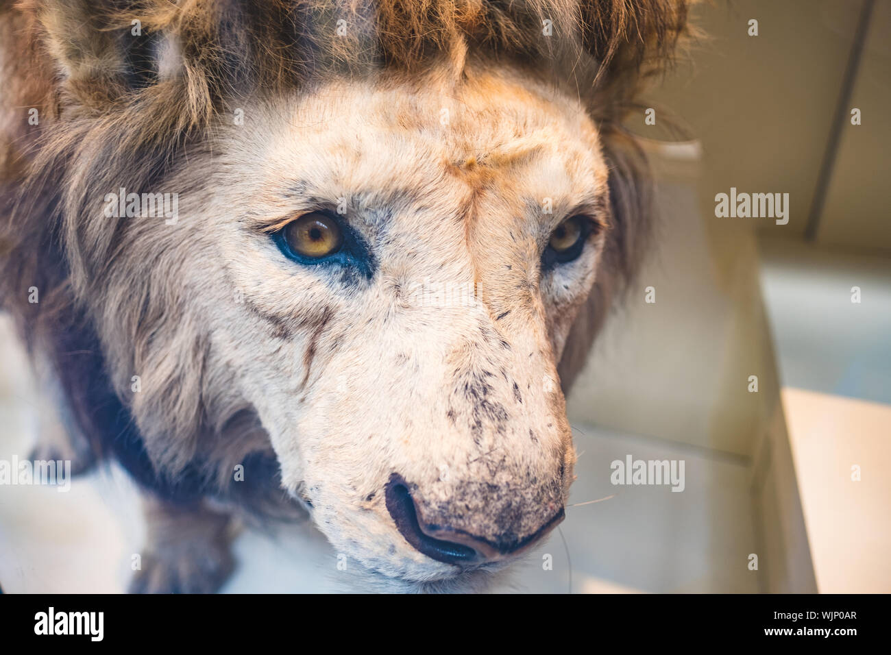 Taxidermy Lion