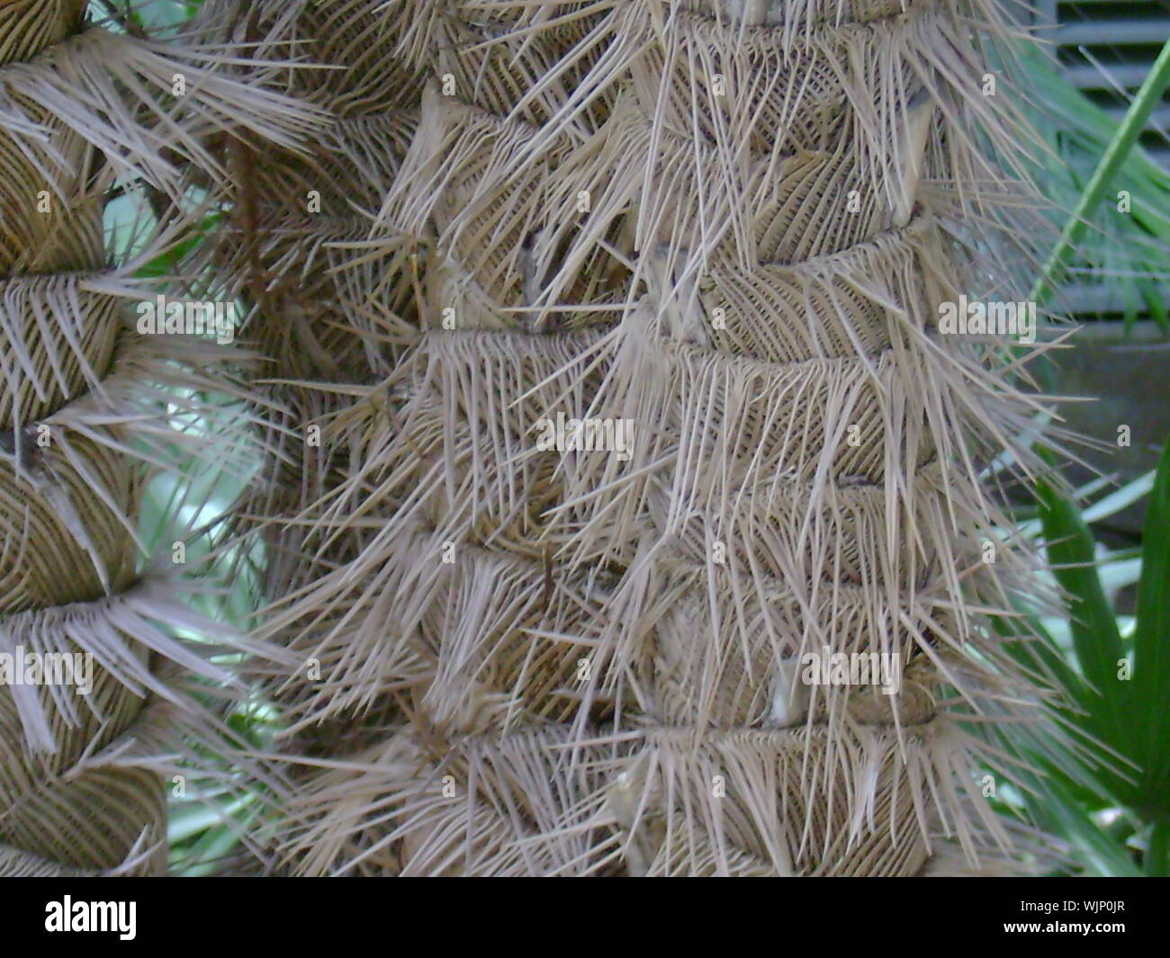 Tropical tree hi-res stock photography and images - Alamy