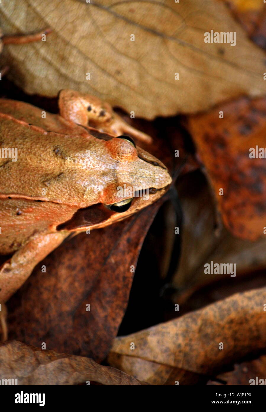 Frog on leaves hi-res stock photography and images - Alamy