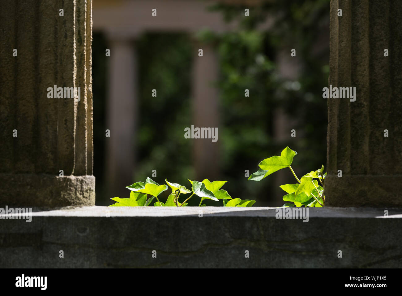 Plant columns hi-res stock photography and images - Alamy