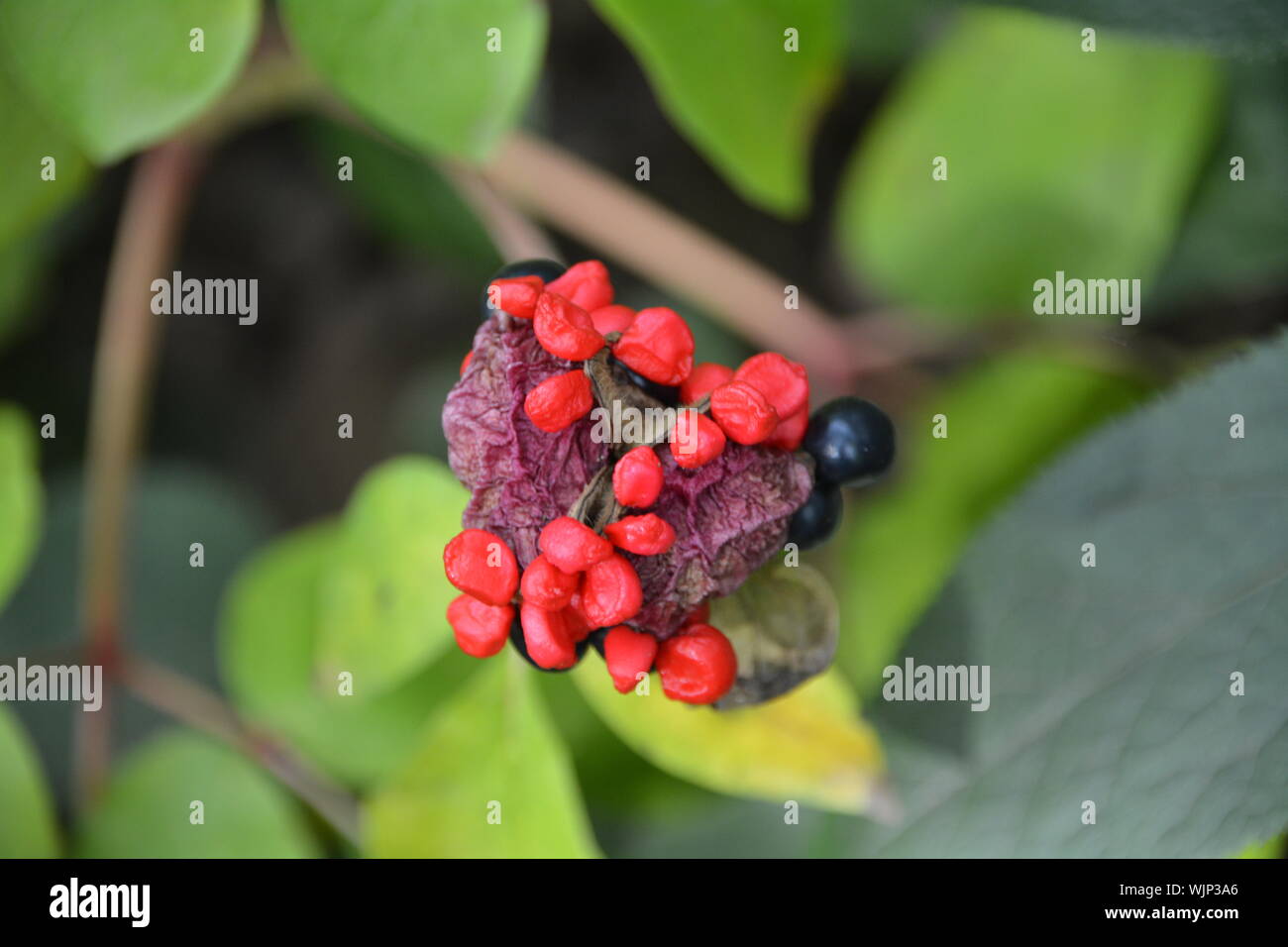 Red color seeds hi-res stock photography and images - Alamy