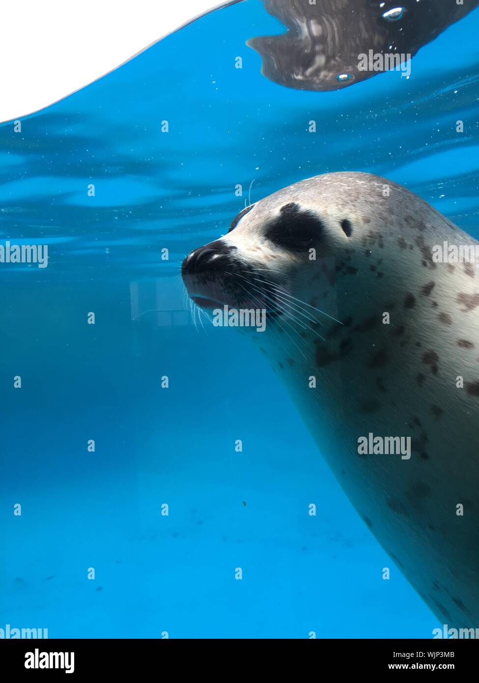 Seal swimming underwater hi-res stock photography and images - Alamy