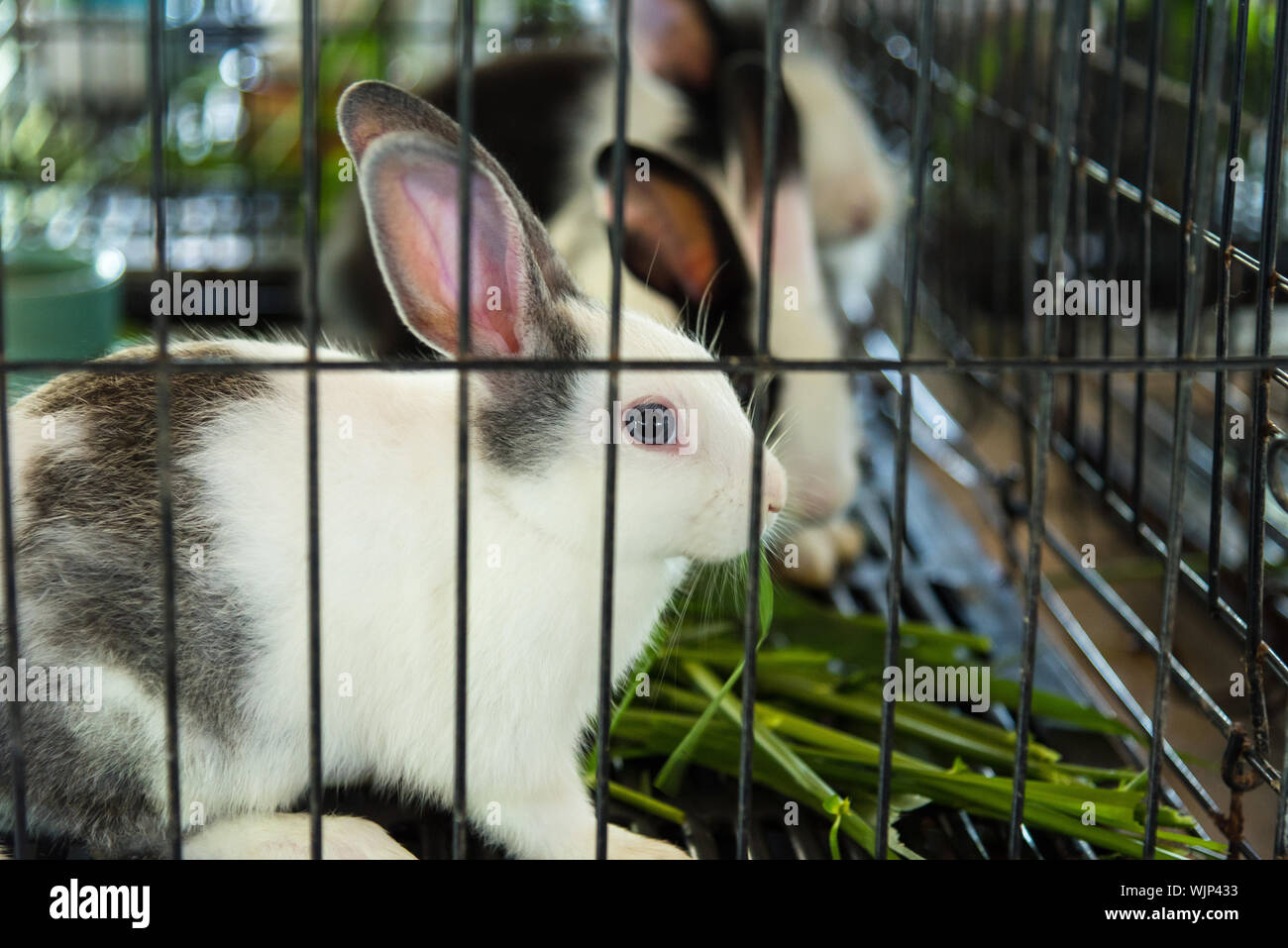 Trapped rabbit hi-res stock photography and images - Alamy