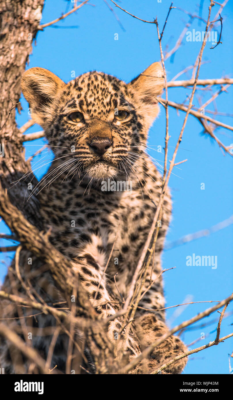 Leopard sitting on tree hi-res stock photography and images - Alamy