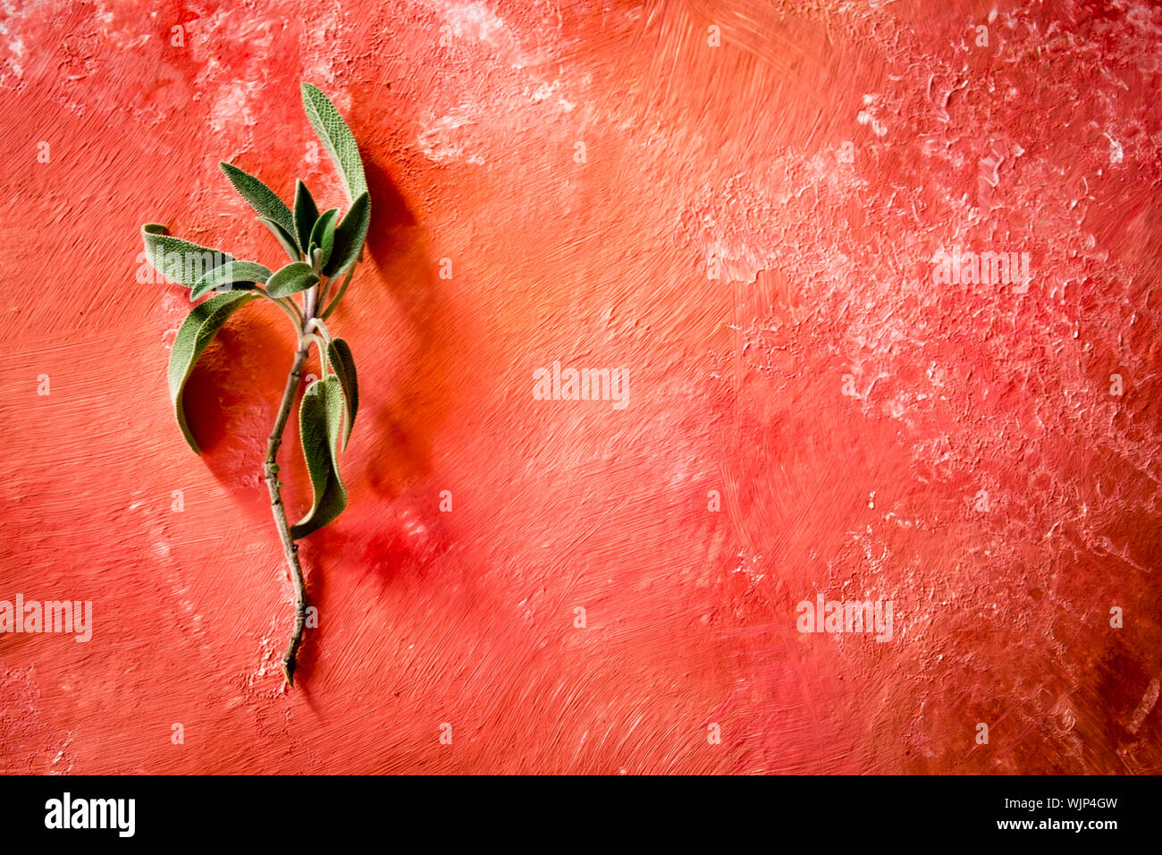 Coral leaves hi-res stock photography and images - Alamy