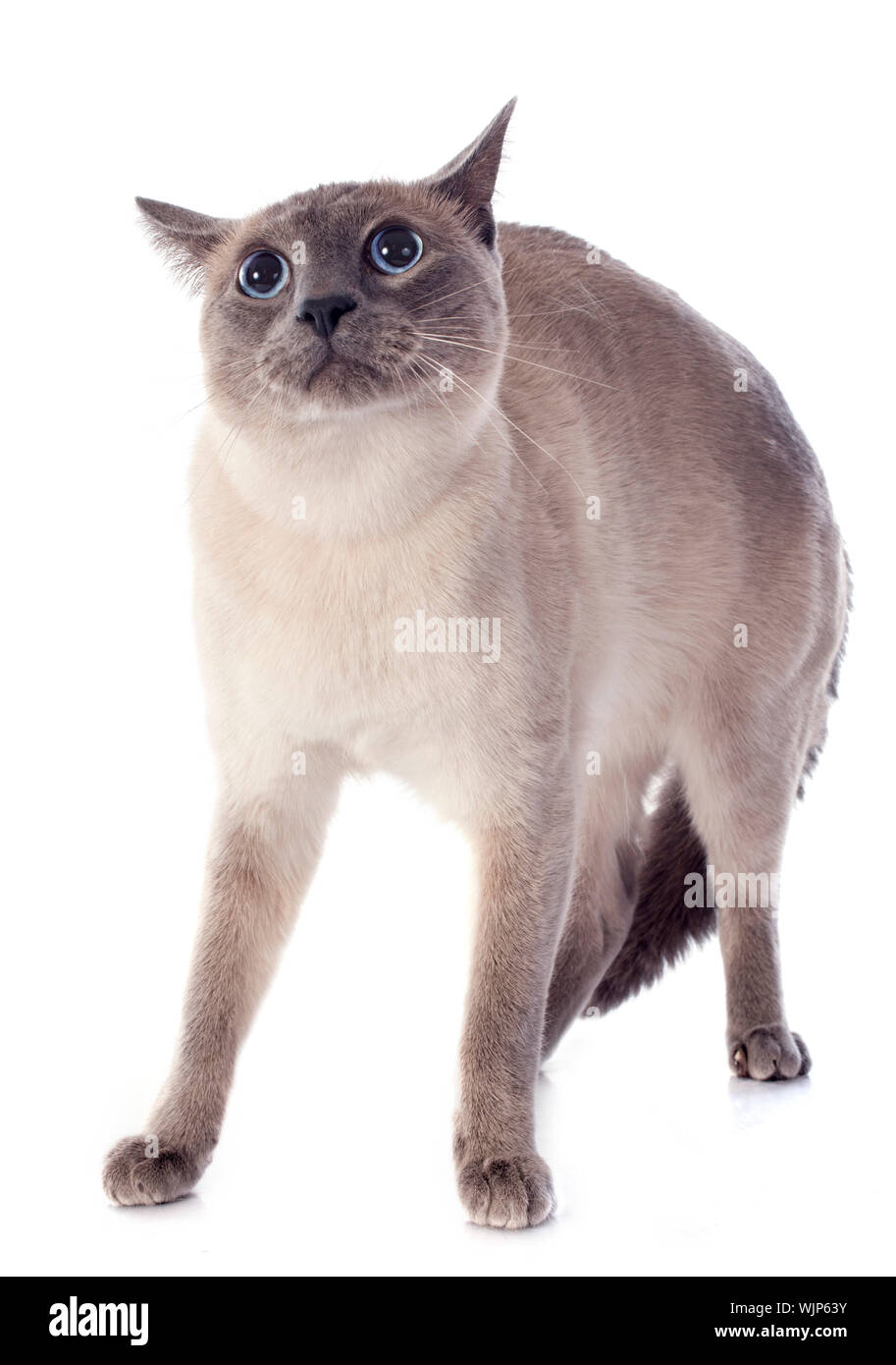afraid purebred siamese cat in front of white background Stock Photo ...