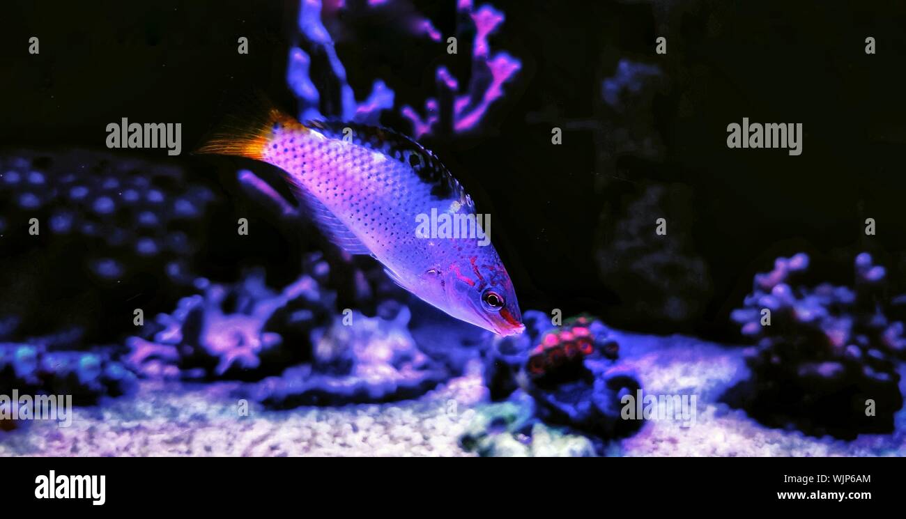 Rare wrasse hi-res stock photography and images - Alamy