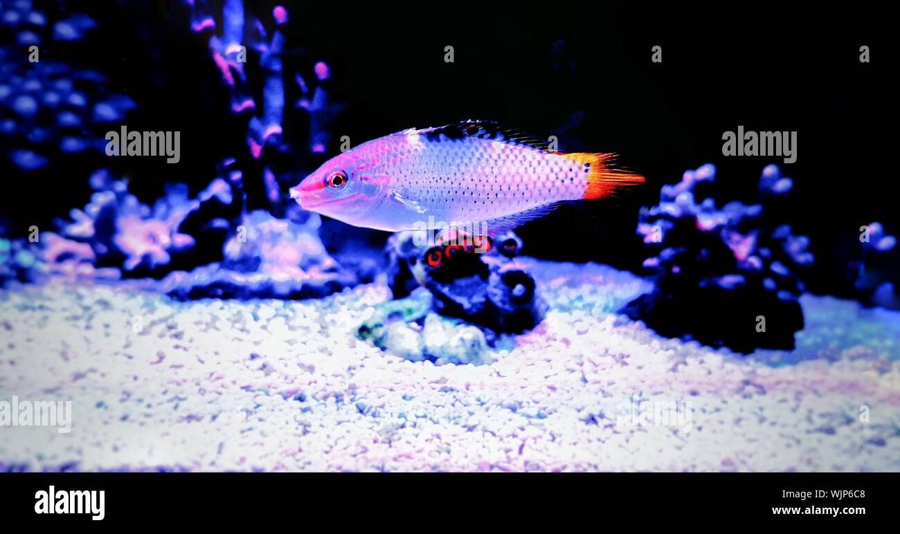 Rare wrasse hi-res stock photography and images - Alamy
