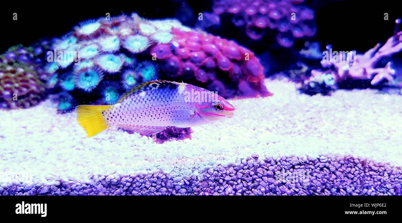 Rare wrasse hi-res stock photography and images - Alamy