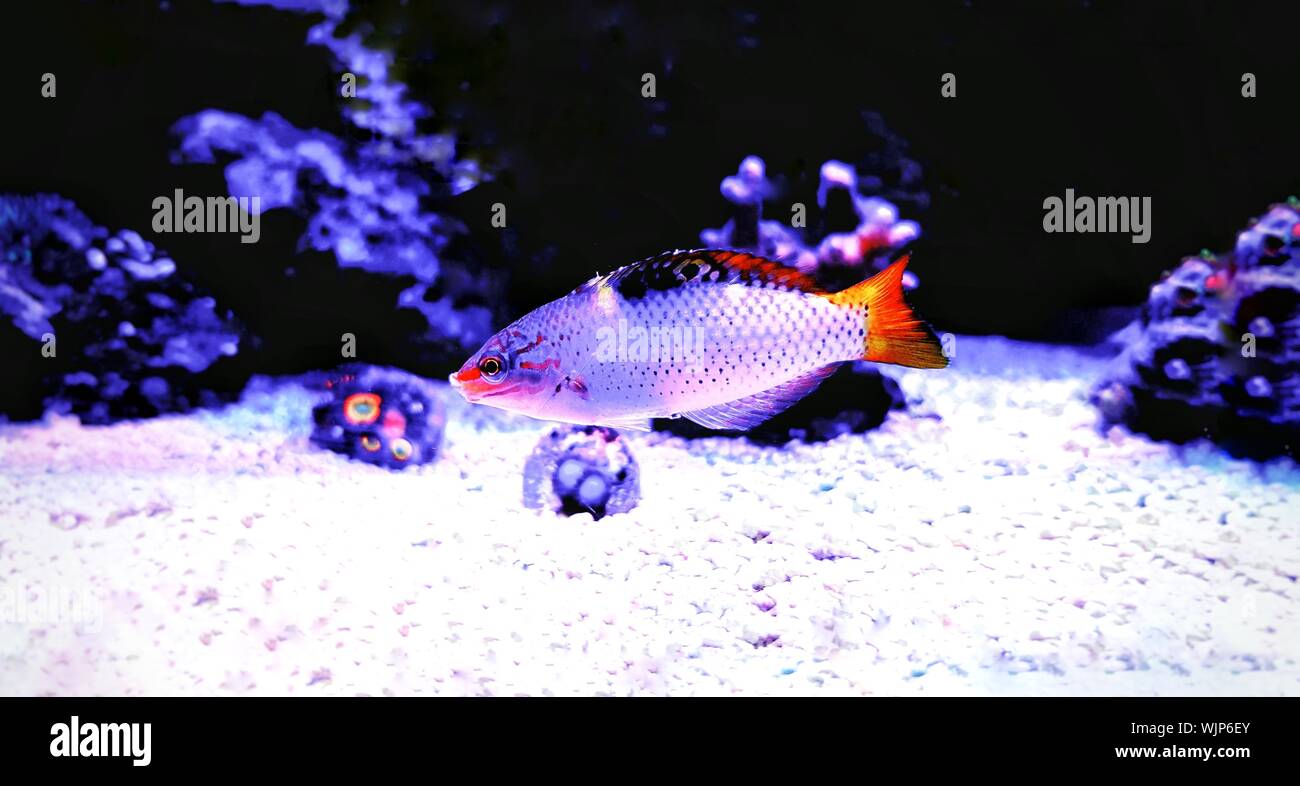 Marble Hortulanus Wrasse - (Halichoeres hortulanus Stock Photo - Alamy