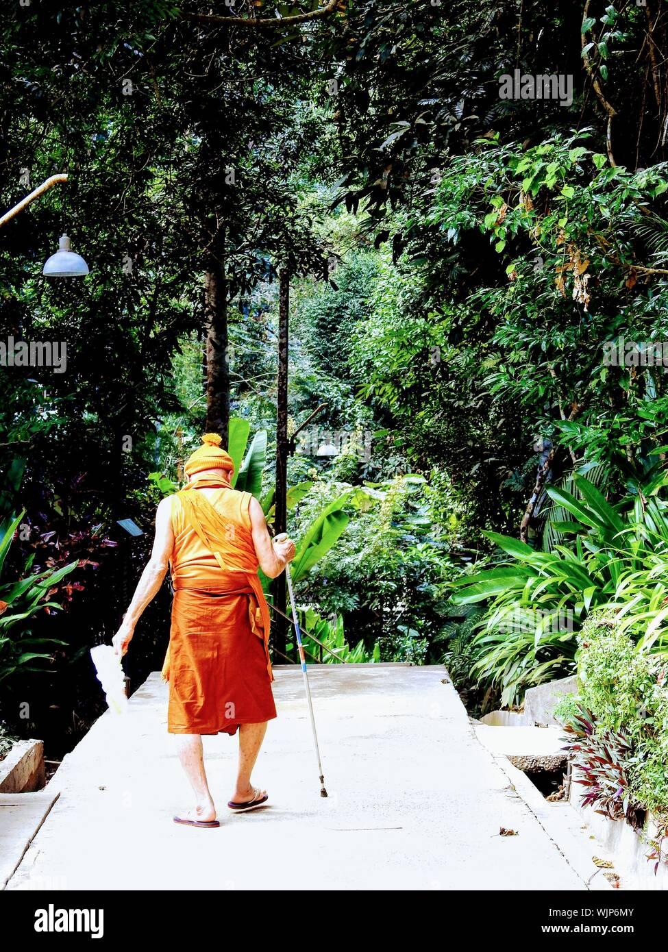 Monk plant hi-res stock photography and images - Alamy